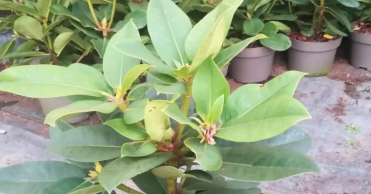 Plantar Louro Num Vaso Saiba Como Fazer Corretamente - Utilidades em Geral